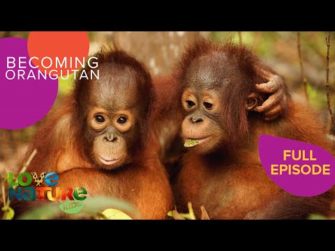 Becoming Orangutan - FULL SEASON 𦧠| Love Nature Kids