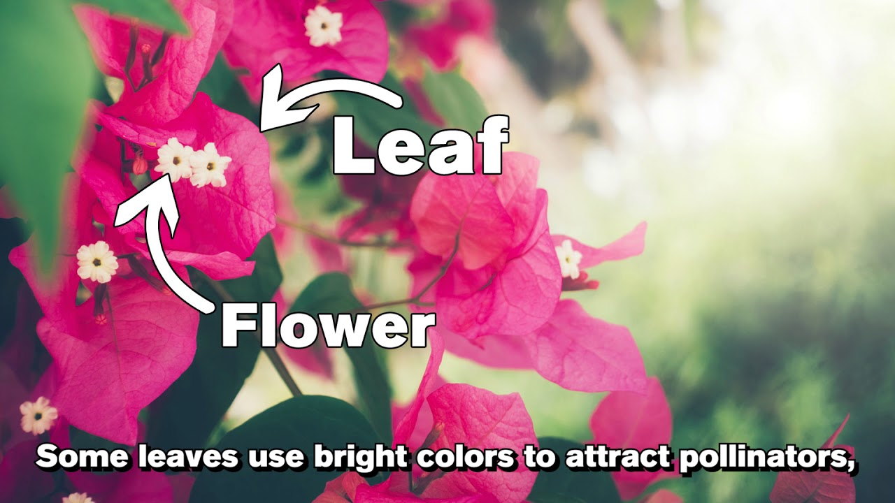 NYBG Facts: Leaves