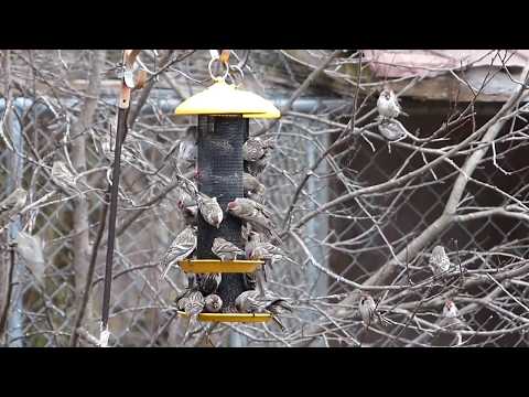 A Charm of Finches