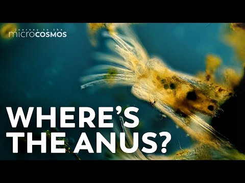The Moss Animals That Are Defined by Their Butts