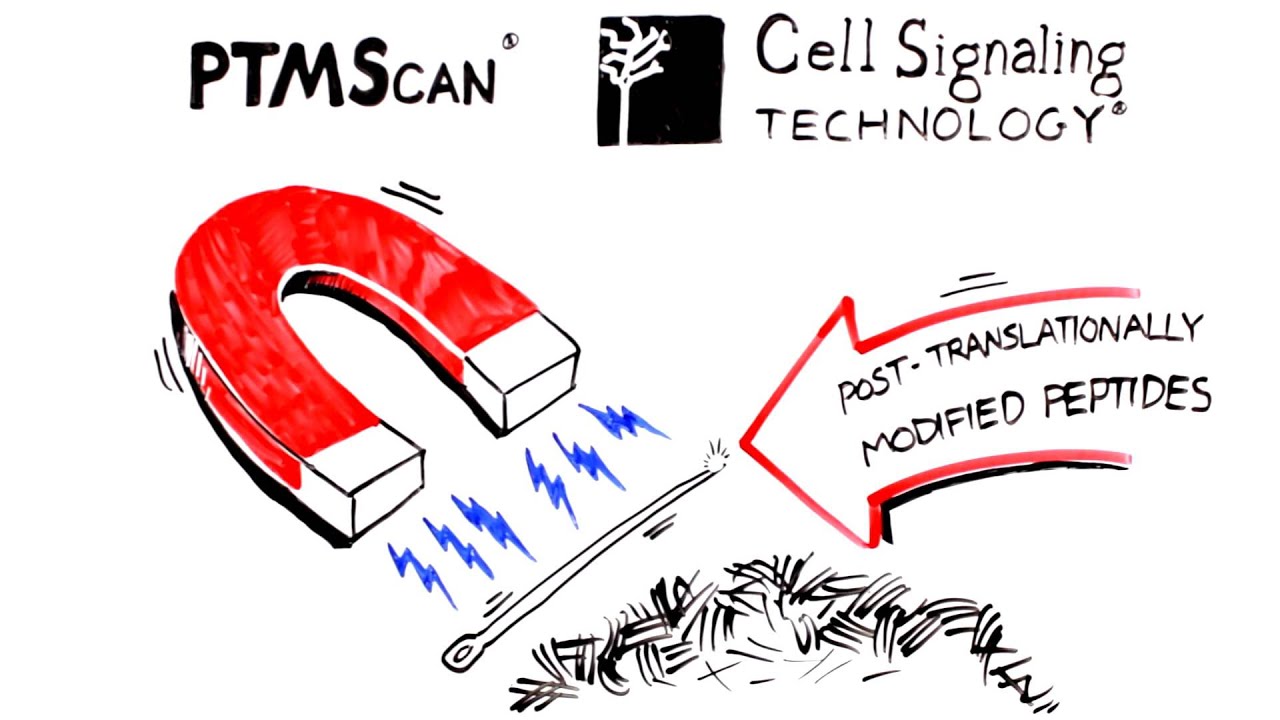 The Potential of Proteomics: A Clear Path to Discovery (Part 1)