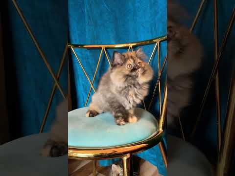 Tortoiseshell kitten | 8446853378