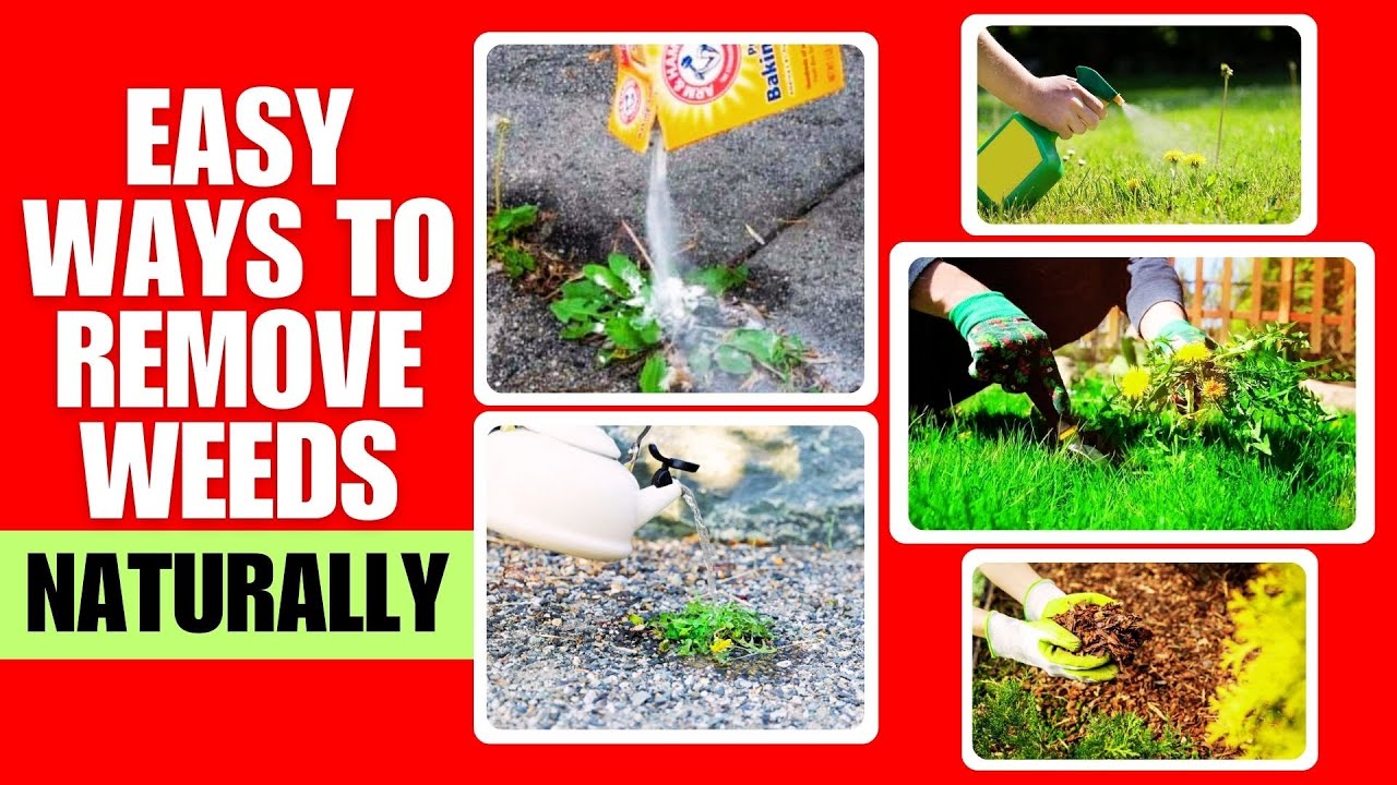 8 Ways to Kill Weeds Naturally