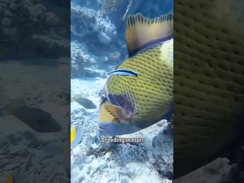 ๐ Here some interesting facts about trigger fish! ๐งโ๐๐