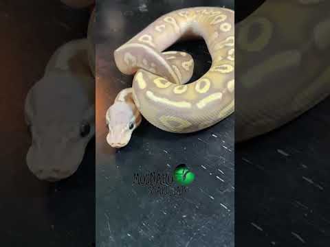 🐍Woah! Look at these post shed colors!🧪 #shorts #reptiles #snakes #pythons #sawa #ballpython #art