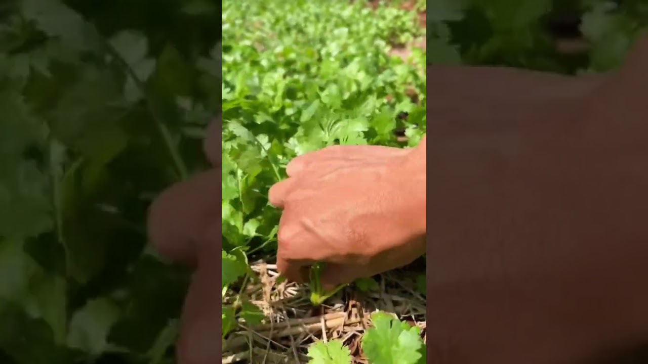 Smart techniques for cultivating celery #farming #shorts