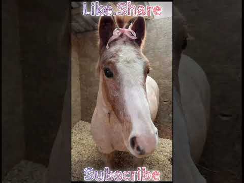 [Funny] [Animals][Photos] #memes #shorts #photography