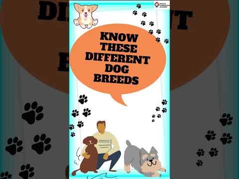 Do you know these different dog breeds? #shorts #dog #learnenglish #english #efa