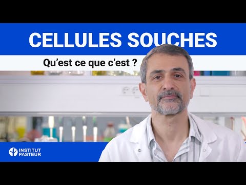 Qu-est-ce qu'une cellule souche ? 🧫