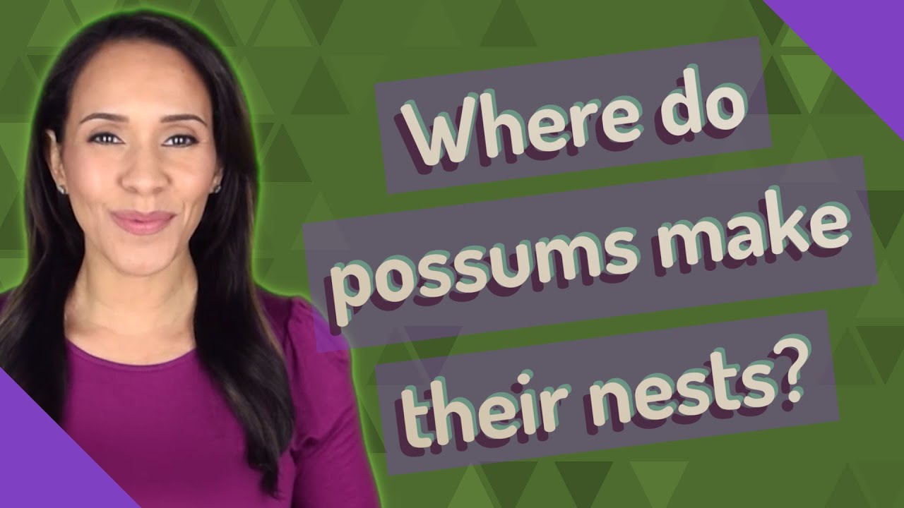 Where do possums make their nests?