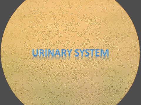 Medical Terminology Diagnostic Procedures of the Urinary System
