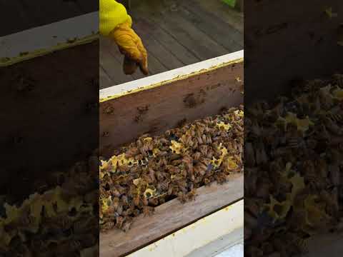 Adventures in beekeeping with Kim.