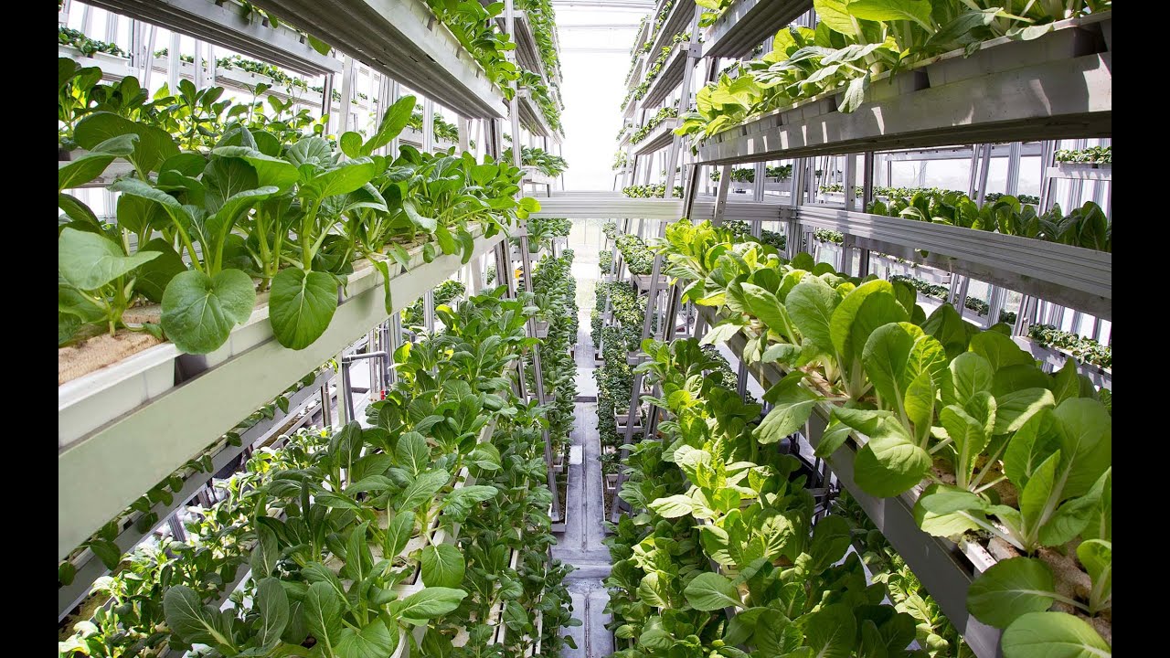 Father of Vertical Farming Answers: Can This Really Work?