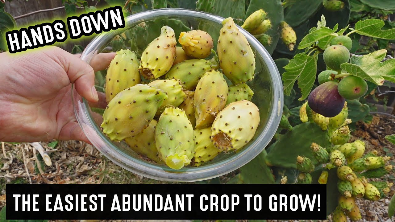 This Is The Easiest Plant To Grow & It Produces Copious Amounts Of Food! Prickly Pear AKA (Opuntia)