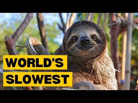 Slowest Animals in the World