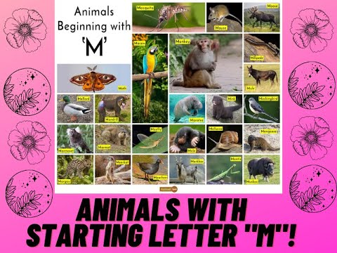 ANIMALS WITH STARTING LETTER M! #animals #vow channel