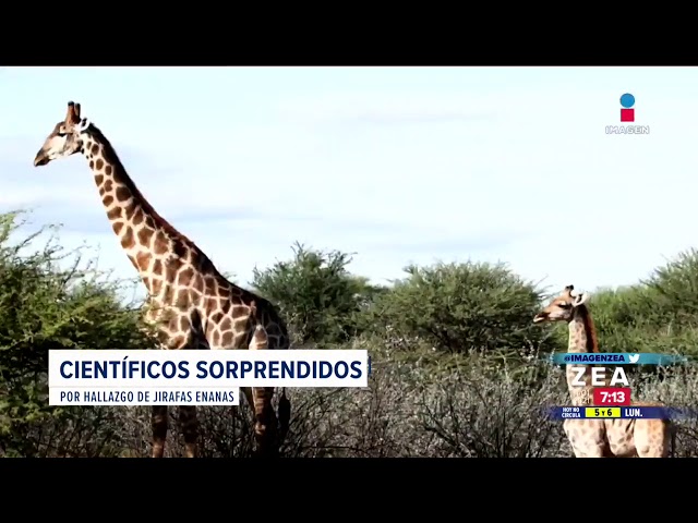 Nace jirafa sin manchas en zoológico de Texas; sorprende al mundo