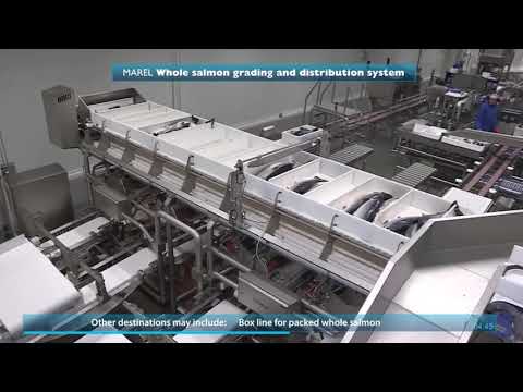 Customer Story Salmon Grading and Distribution System at Bremnes Seashore