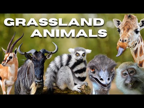𝗧𝘆𝗽𝗲𝘀 𝗢𝗳 𝗚𝗿𝗮𝘀𝘀𝗹𝗮𝗻𝗱 𝗔𝗻𝗶𝗺𝗮𝗹𝘀 | Animals Names | #animals..