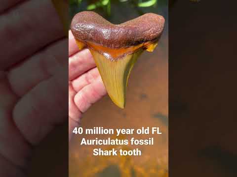Found!!! One of Florida’s finest fossil Auriculatus shark teeth. 😍🤩 #shorts