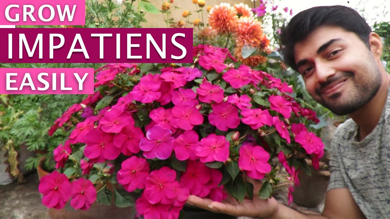 Impatiens Flower | Impatiens Plant Care | Grow Impatiens Easily || Shade Loving Flower ||
