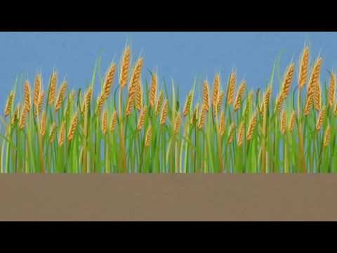 What is Biotechnology