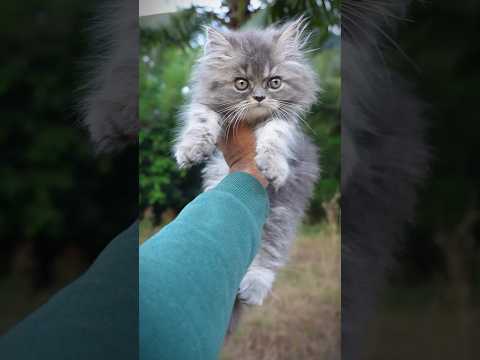 Grey persian kittens | Persian cats for life | Persian cats for sale | Doll face persian cats | cats