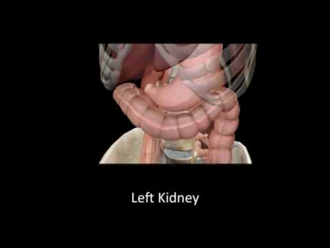 Renal Tract Ultrasound Introduction