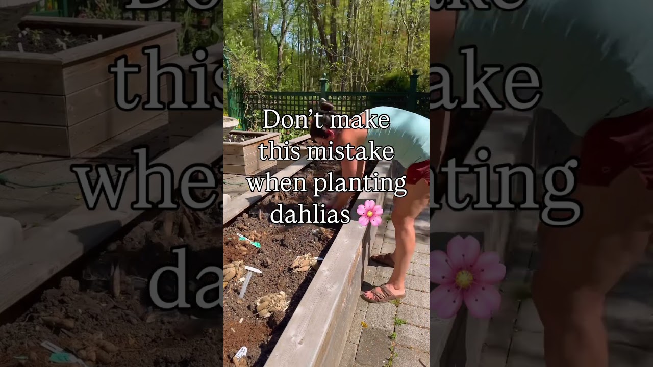 Don’t make this mistake when planting dahlias! 🌸