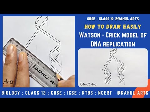 How to draw Watson - Crick model of DNA replication