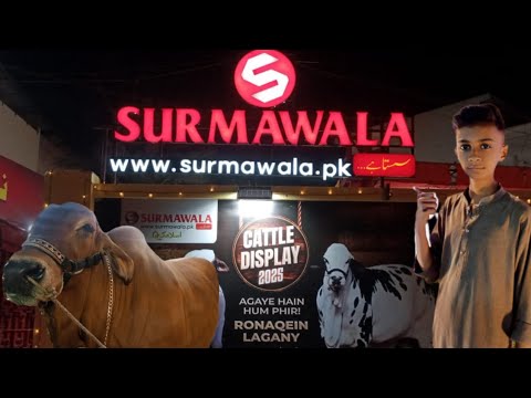 Surmawala ke cow full enjoy [Ayan Vlogs 44]