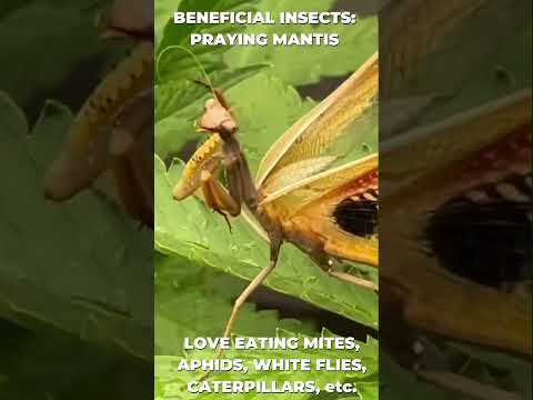 PRAYING MANTIS | Beneficial Insects | Fast Buds #shorts #mantis #pestcontrol