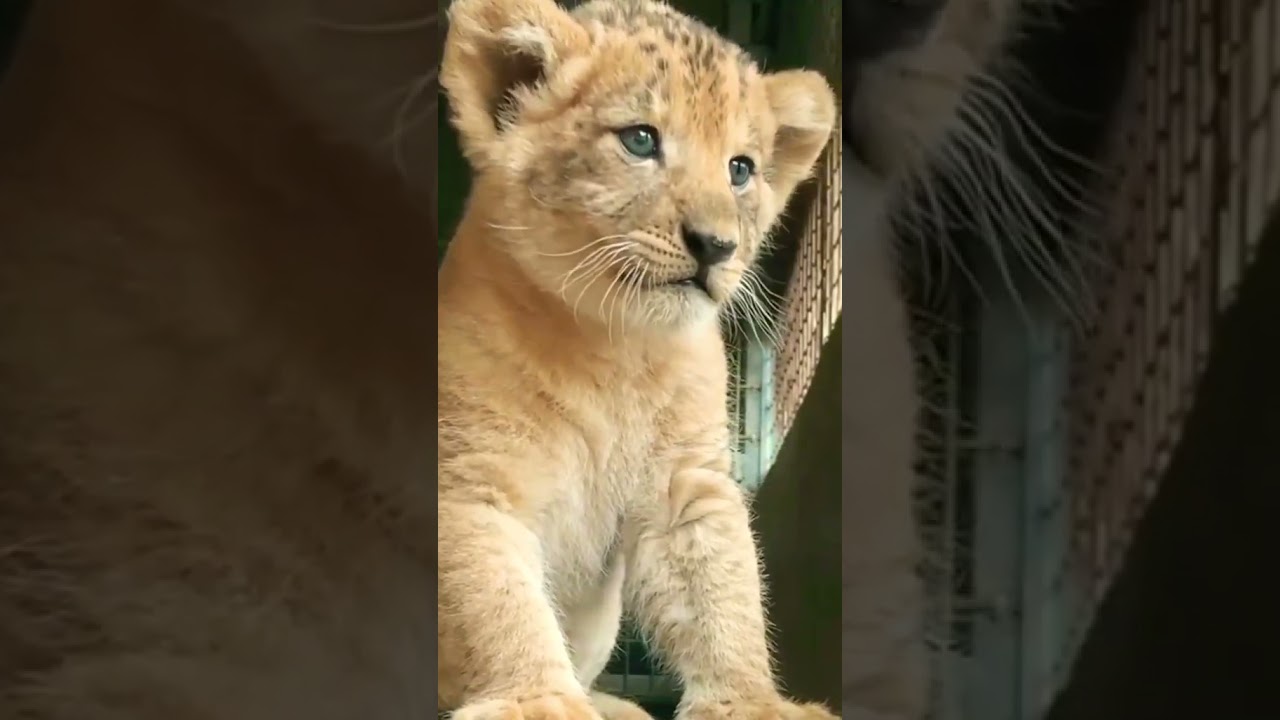 León 🦁 #cachorro