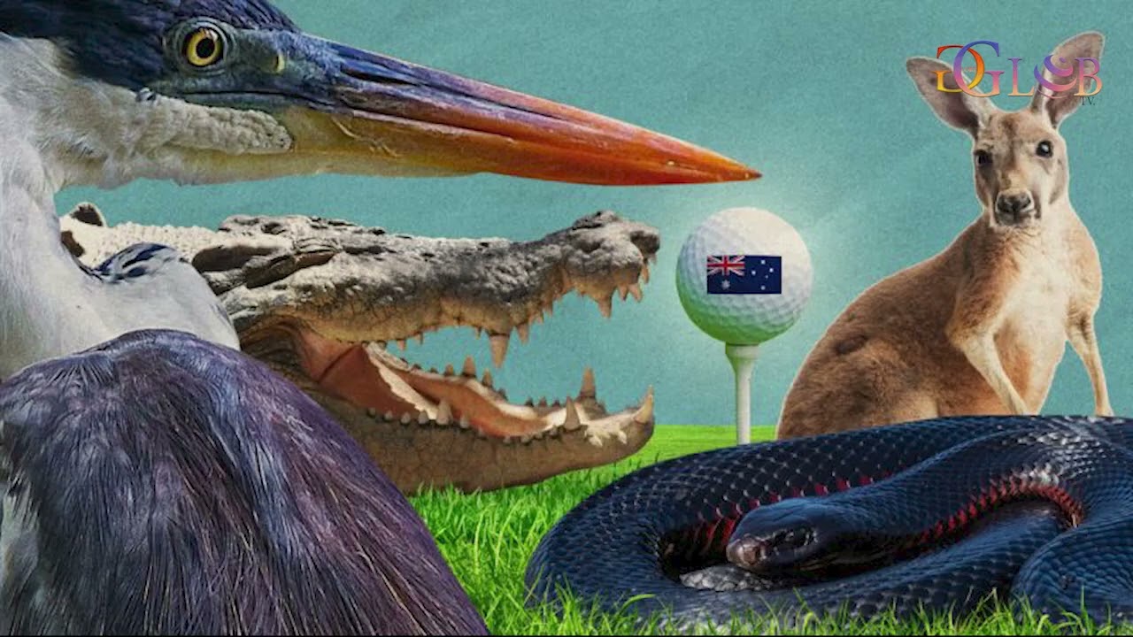 How to play alongside crocodiles, snakes and kangaroos Golf, Aussie style