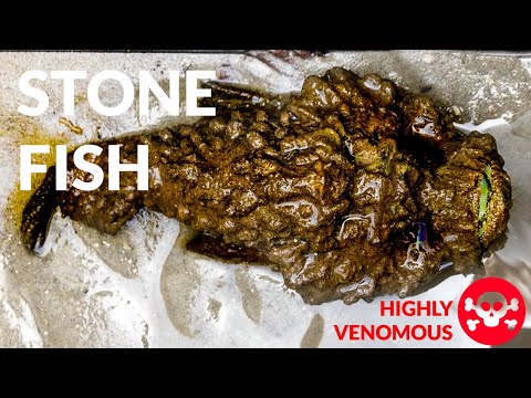 The Most Venomous Fish on the Planet! ft. Stone Fish