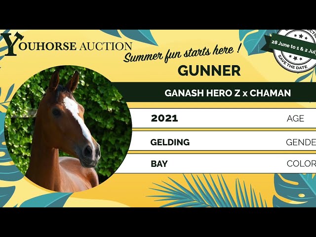 Youhorse.auction | Gunner Z