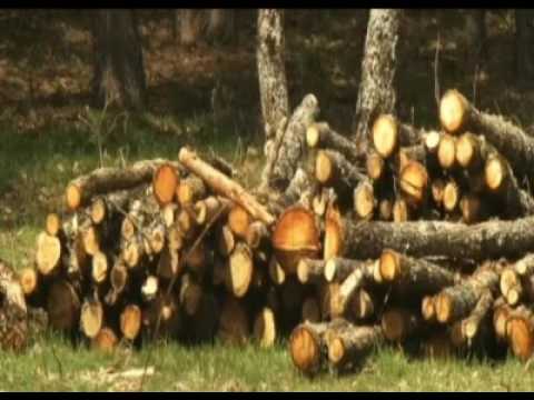 CANAL EDUFORES - INFOJANUS: MEDIO RURAL Y BOSQUE