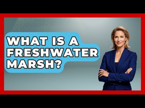 What Is A Freshwater Marsh? - The Geography Atlas