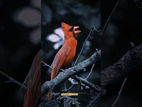 Sound of Cardinal Bird #birds #nature