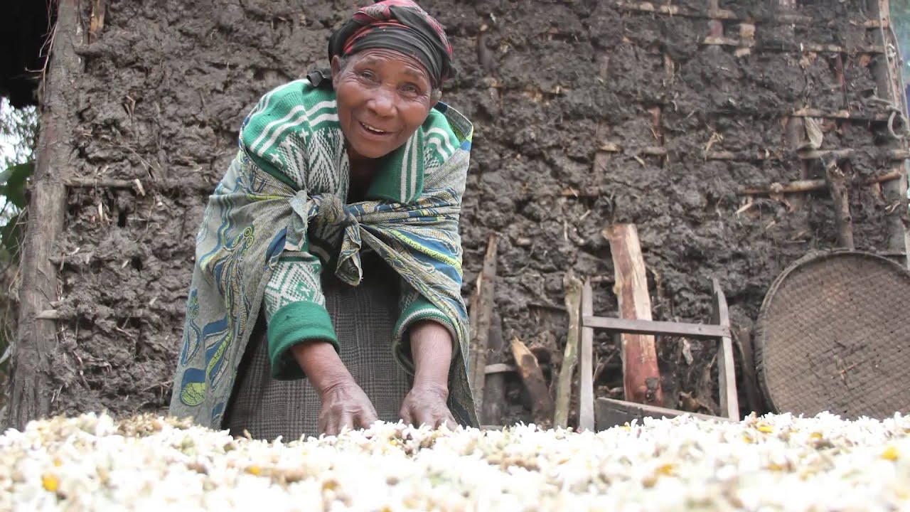 Borlaug Legacy Video