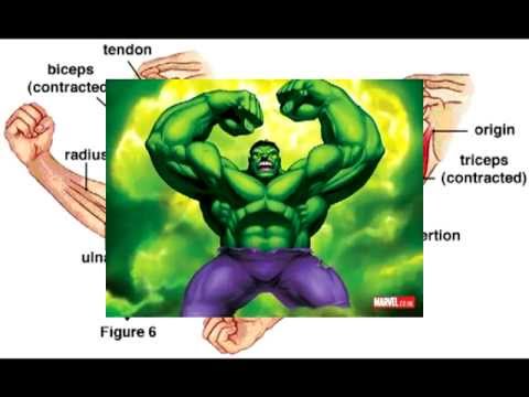 The Antagonistic Muscles of the Human Body