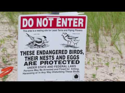 Piping Plover Education Project