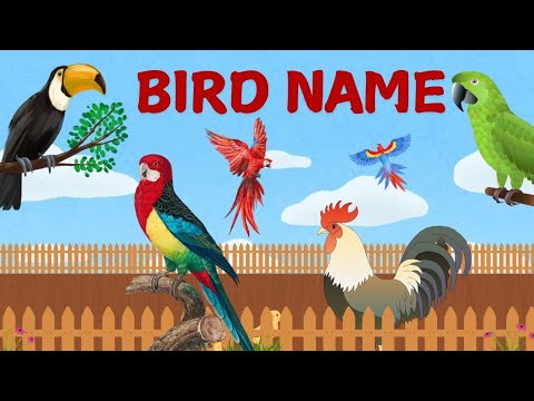 The Ultimate Bird Name List | Pookie Dookie | Birds of the World | Birds You Didn’t Know by Name!