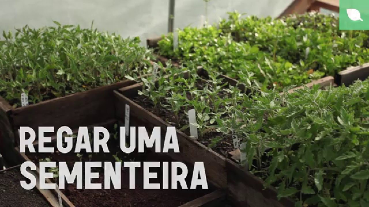 Regar uma sementeira - Cultivo orgânico | Sikana