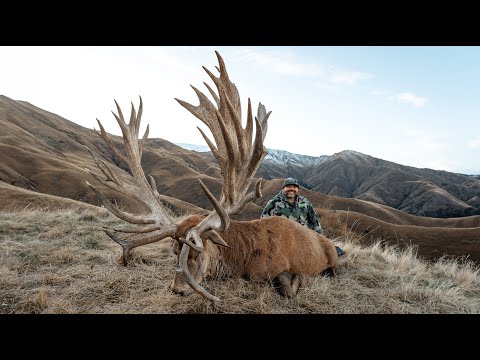 This Red Stag Has It All! - Venator New Zealand