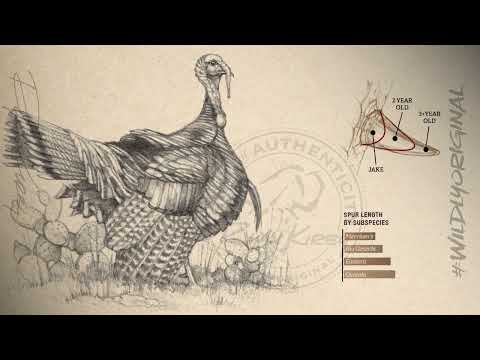 A Hunter's Guide to the Grand Slam: Identifying Eastern, Osceola, Rio Grande and Merriam's