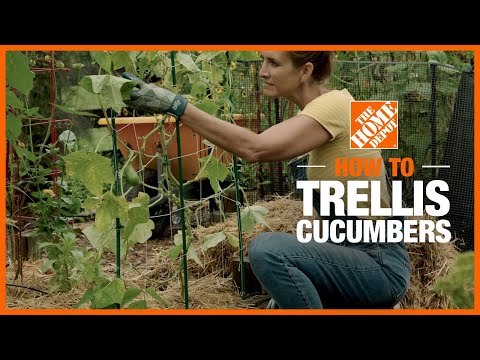 How to Trellis Cucumbers | Edible Gardening | The Home Depot