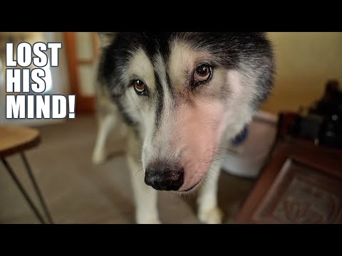 Husky Loses His Mind! The Funniest Reaction To This Thing!