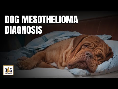 Dog Mesothelioma Diagnosis | Dr. Dressler Q&A