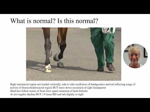 Spot Hind Limb Lameness Early: Visual and Auditory Clues